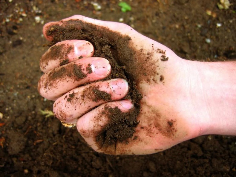 Dirt: The Ecstatic Skin of the Earth by William Bryant Logan [book ...