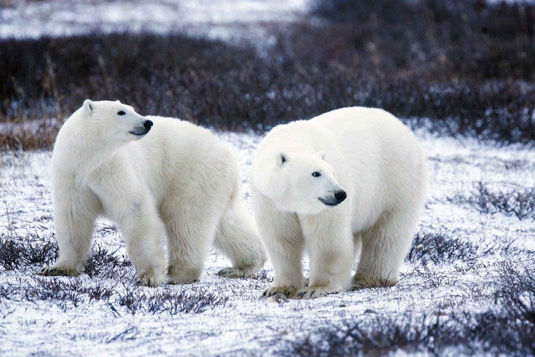 As Antarctic Ice Melts, Scientists See Polar Bear Numbers Dropping in ...