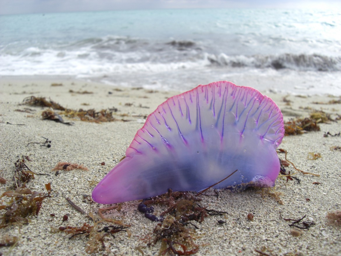 Portuguese Man o' Wars are Washing Ashore in New Jersey, But What Are They?