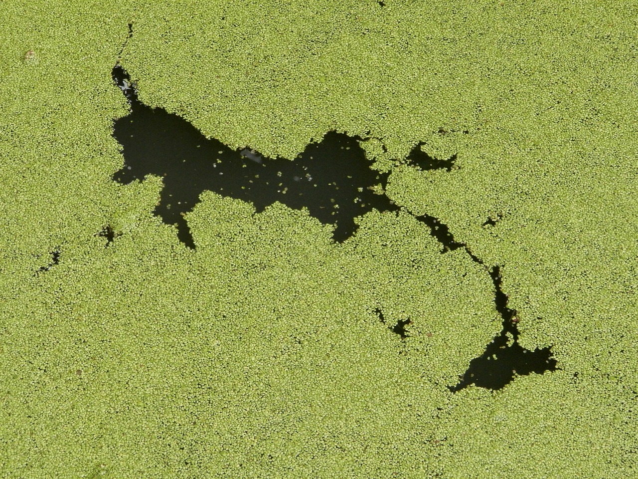 What's with Florida's Toxic Algae Bloom, Anyway? - Insanitek