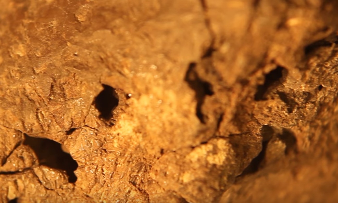 Scientists Have Discovered a Fossilized Piece of a Dinosaur's Brain ...