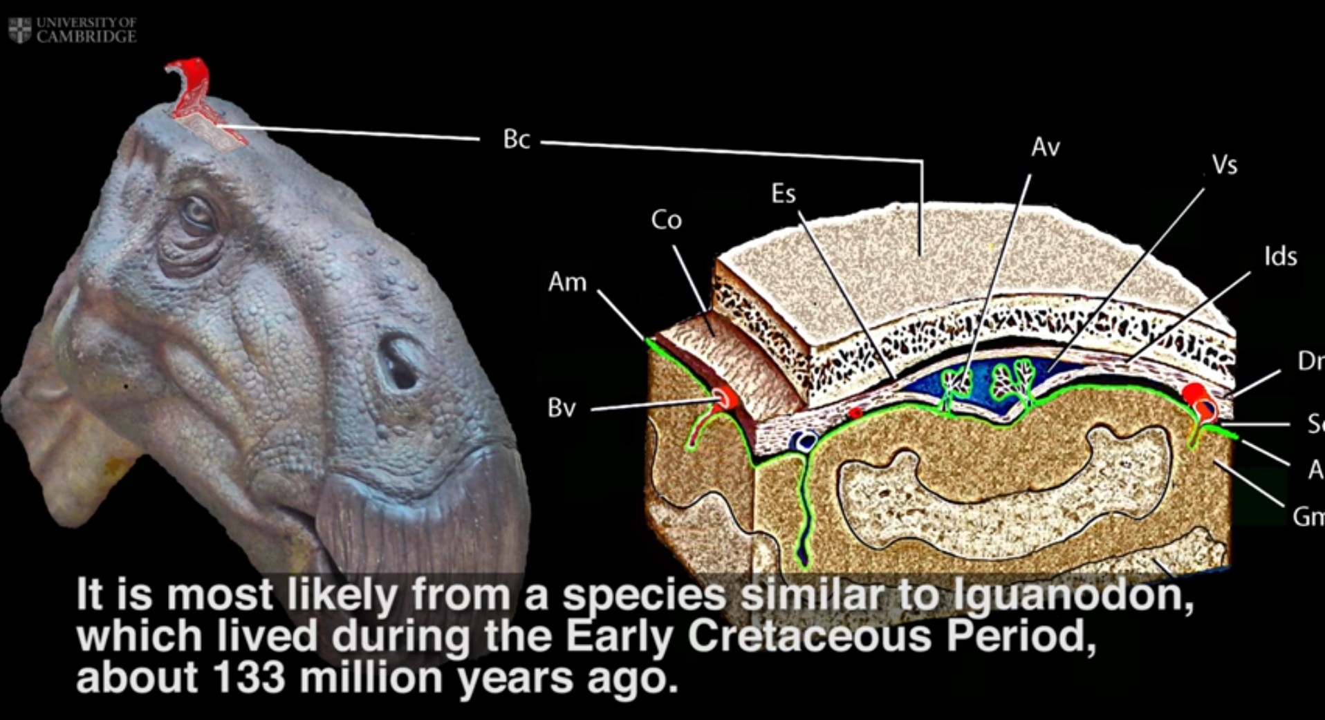 New Species of Dinosaur Had Amazing Senses – Insanitek