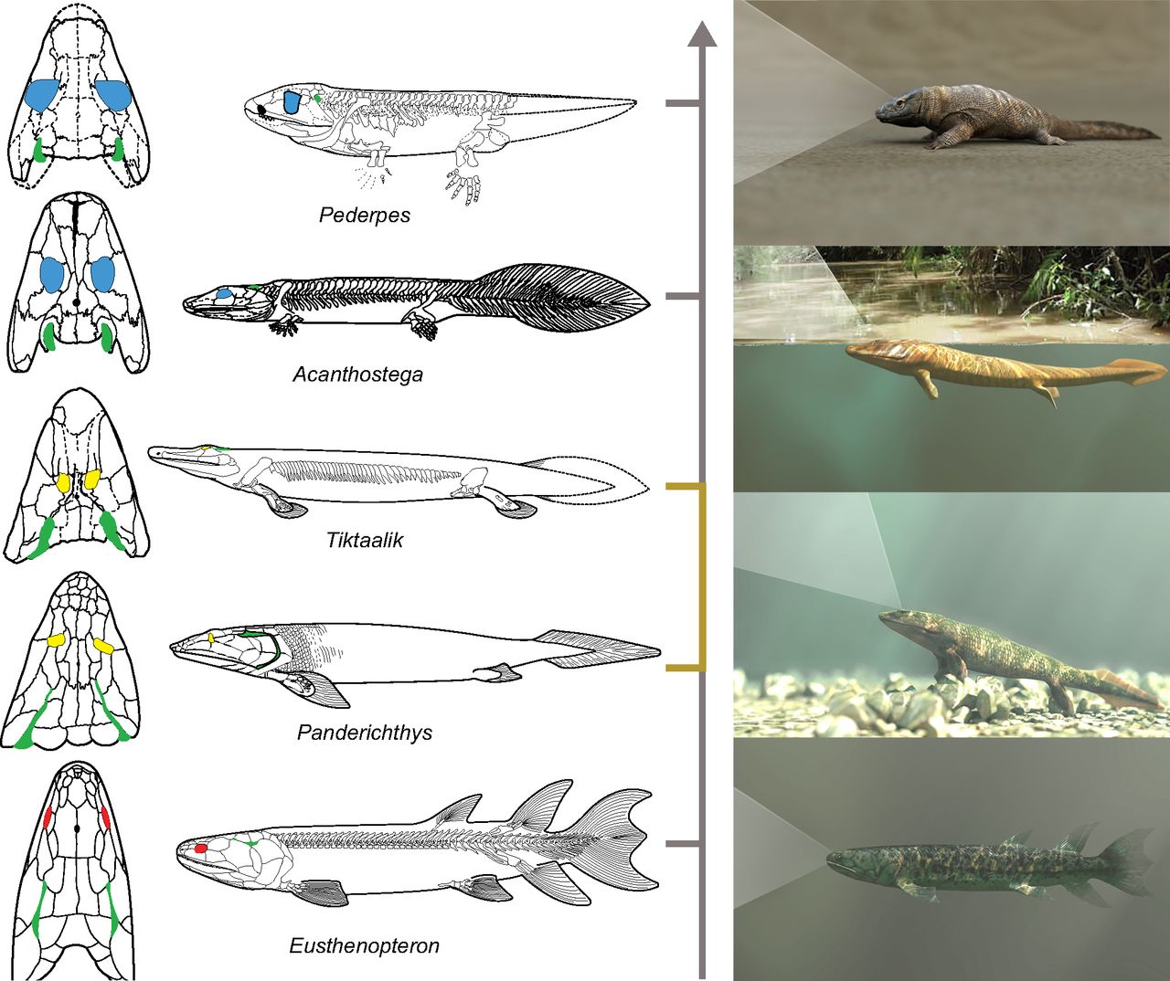 Researchers Say Eyes - Not Legs - Initially Prompted Water Creatures to ...
