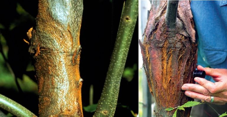 American Chestnut: An American Comeback Story - Insanitek