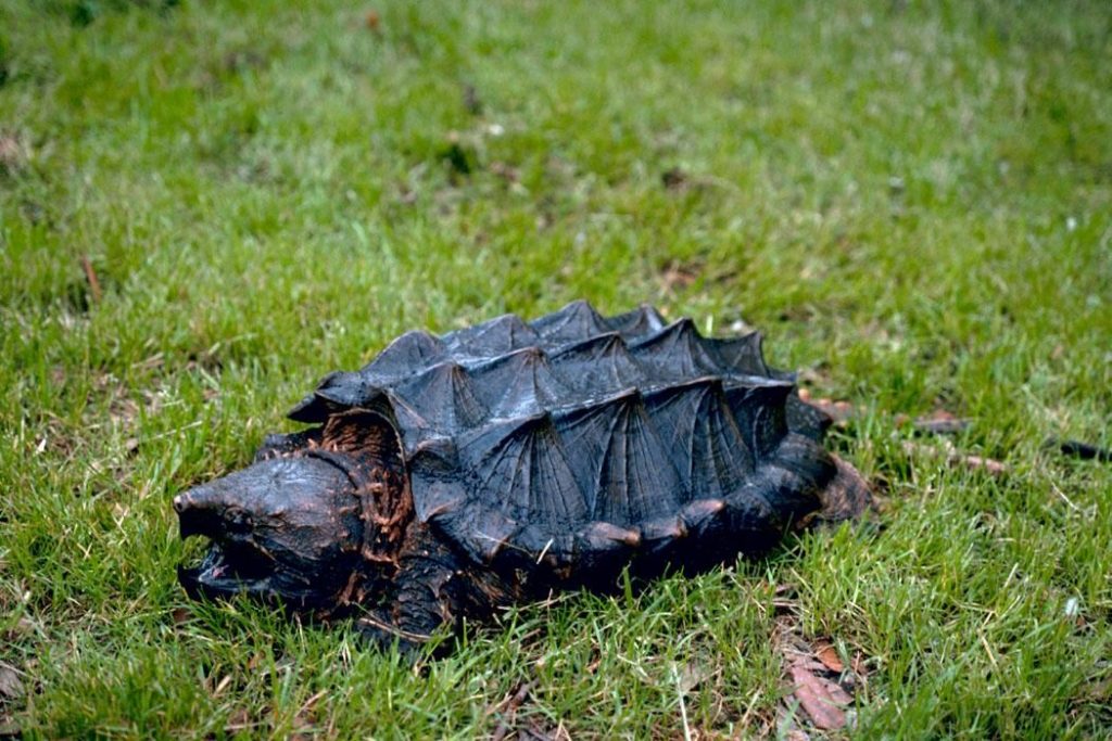 Snapping Turtles: Living Dinosaurs - Insanitek
