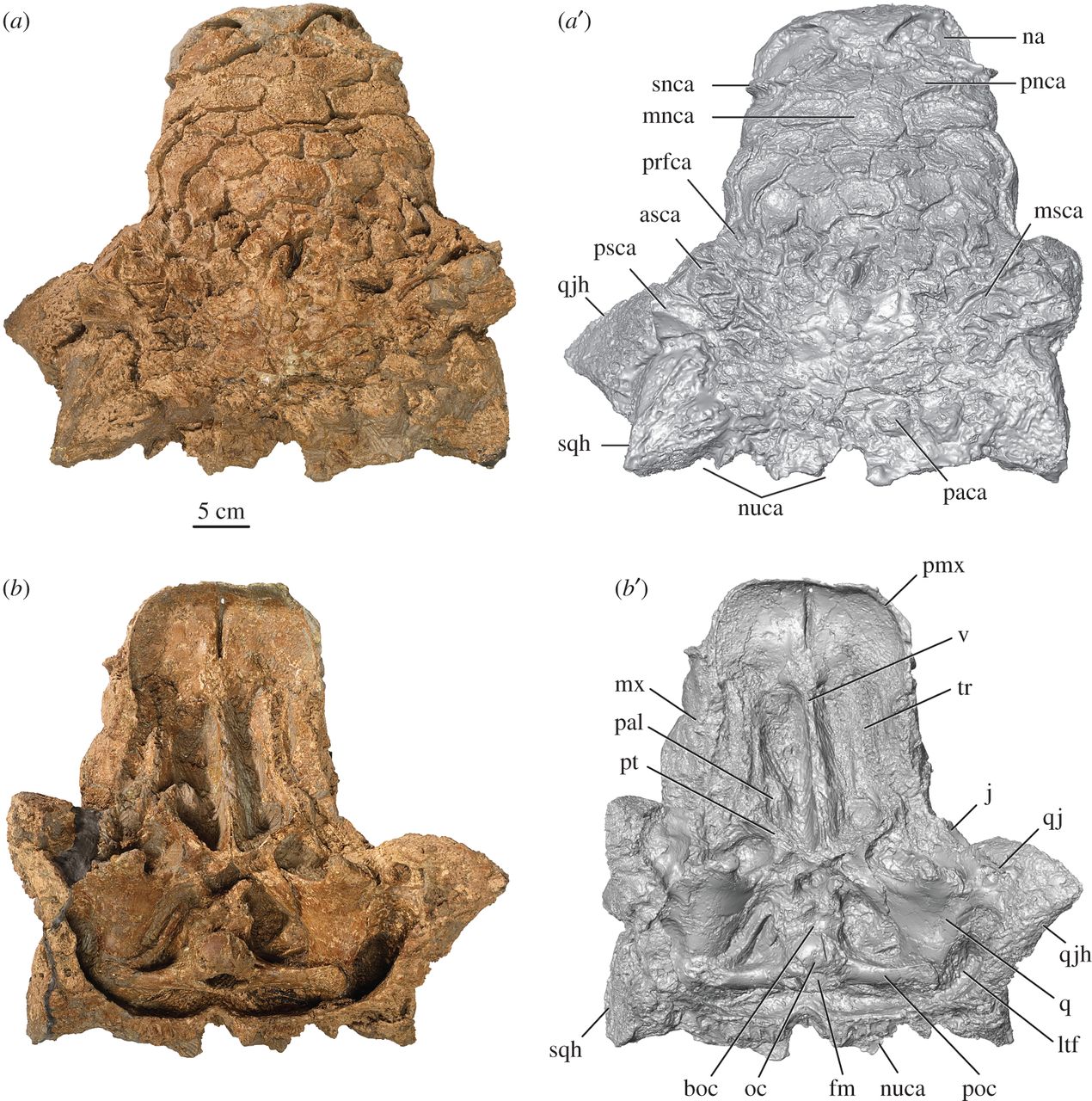 This Newly Discovered Dinosaur Flawless is Nearly Perfect - Insanitek