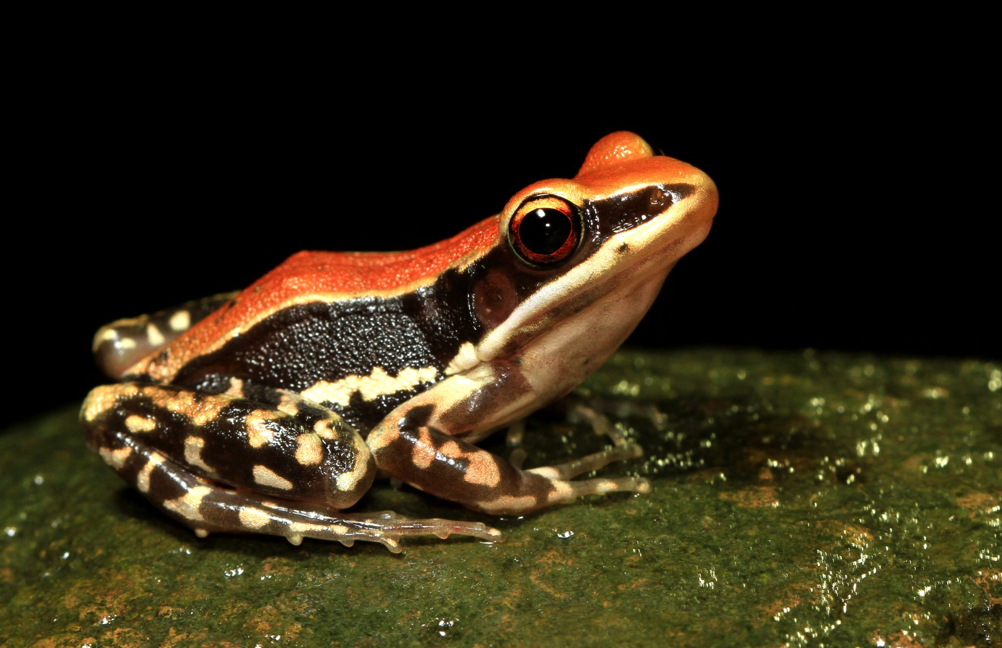 Can Frog Mucus Help Your Body Fight Off the Flu? - Insanitek