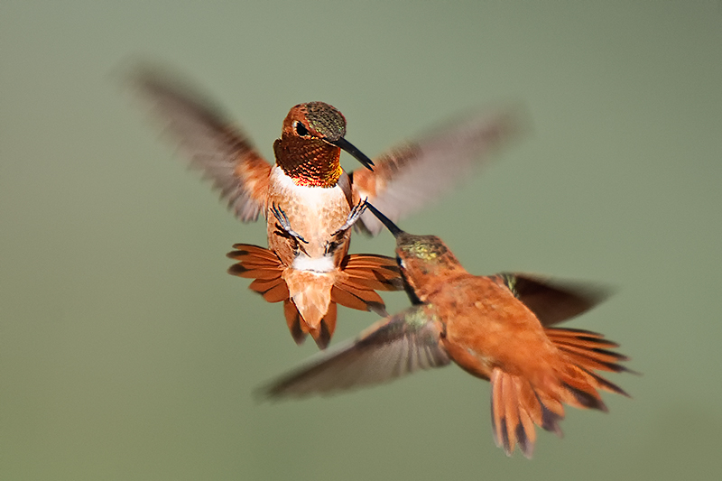 Mad, Angry Hummingbirds - Insanitek