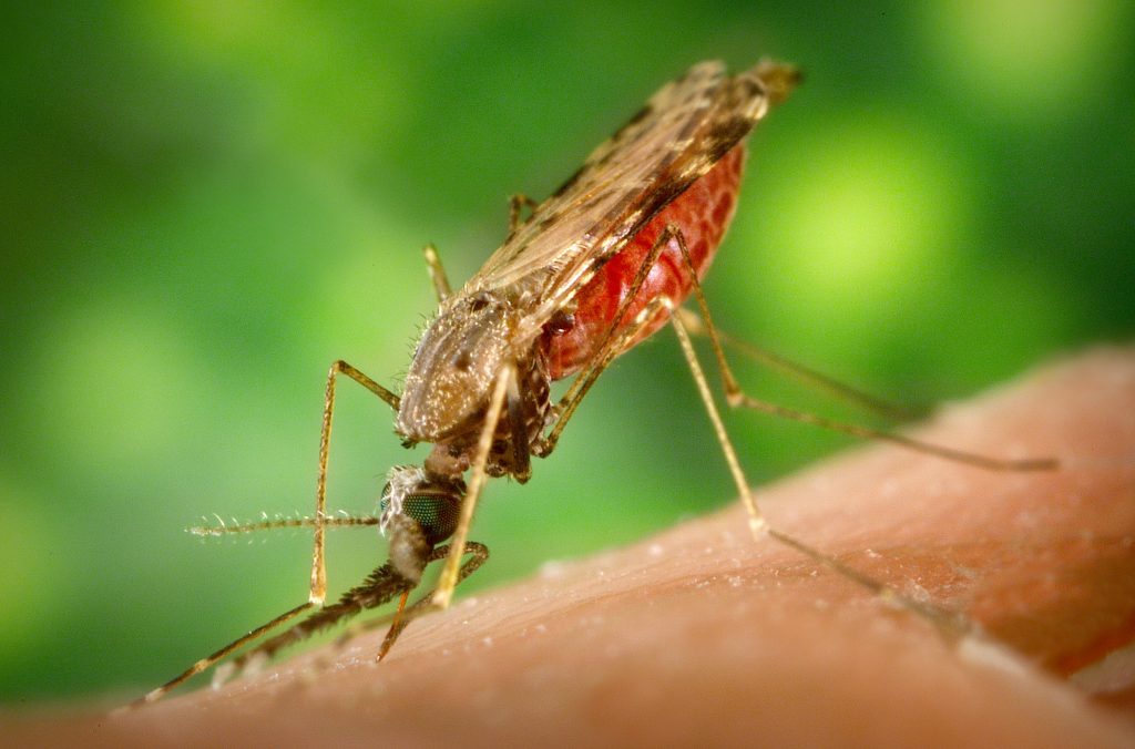 Mosquitoes Travel The Path of Least Resistance - Insanitek