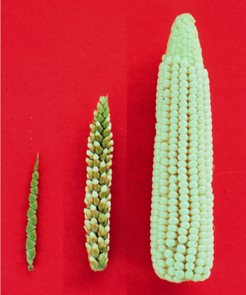 Maize-teosinte - Insanitek