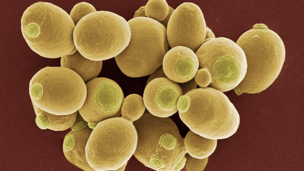 The Rise of Yeast - Insanitek