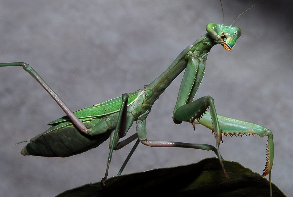 The Secret Sex Lives Of The Praying Mantis Insanitek