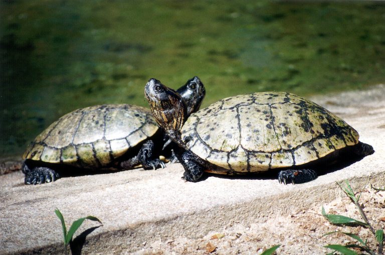 Street Turtle Rescue Squad: Do’s and Don’t’s of Helping a Little Ol ...