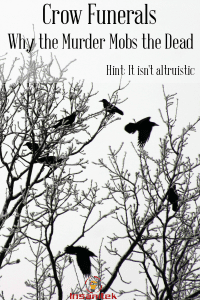 Crow Funerals: Why the Murder Mobs the Dead - Insanitek