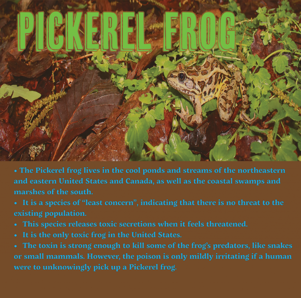 The Pickerel Frog: Not Your Ordinary Amphibian - Insanitek