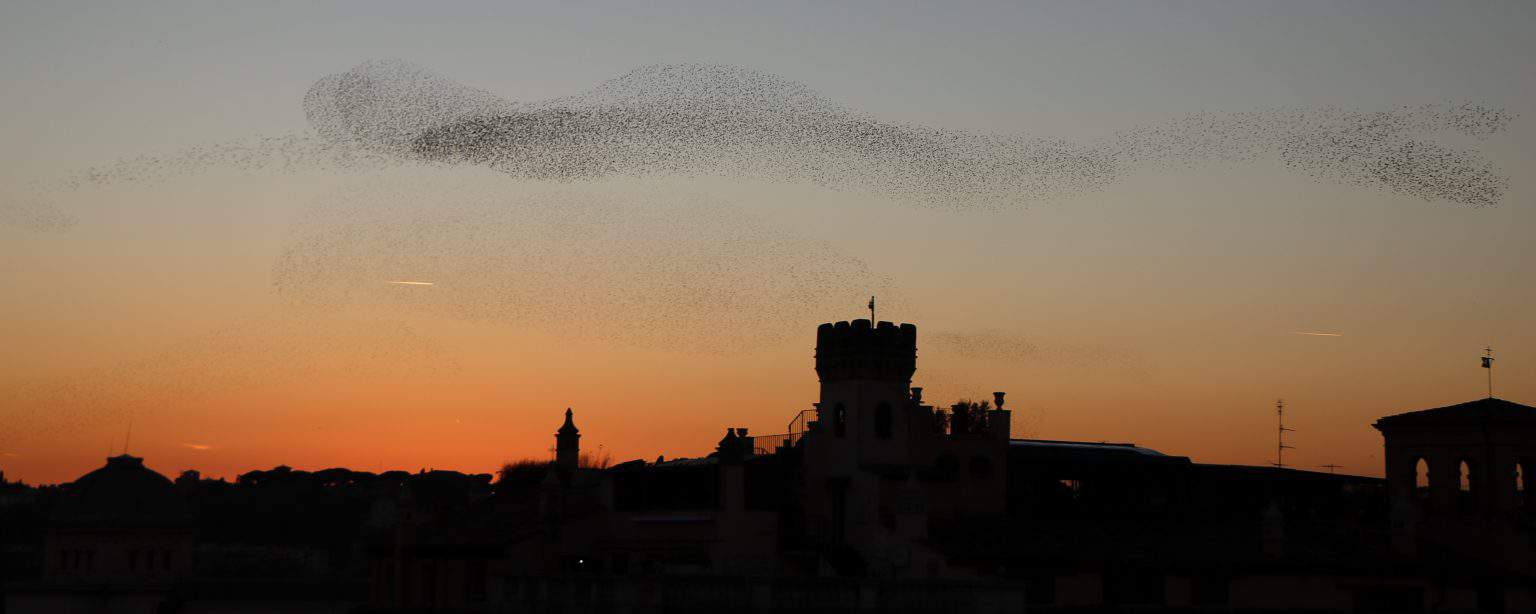 Schooling, Swarming, and Murmuration: Animal Synchronicity - Insanitek