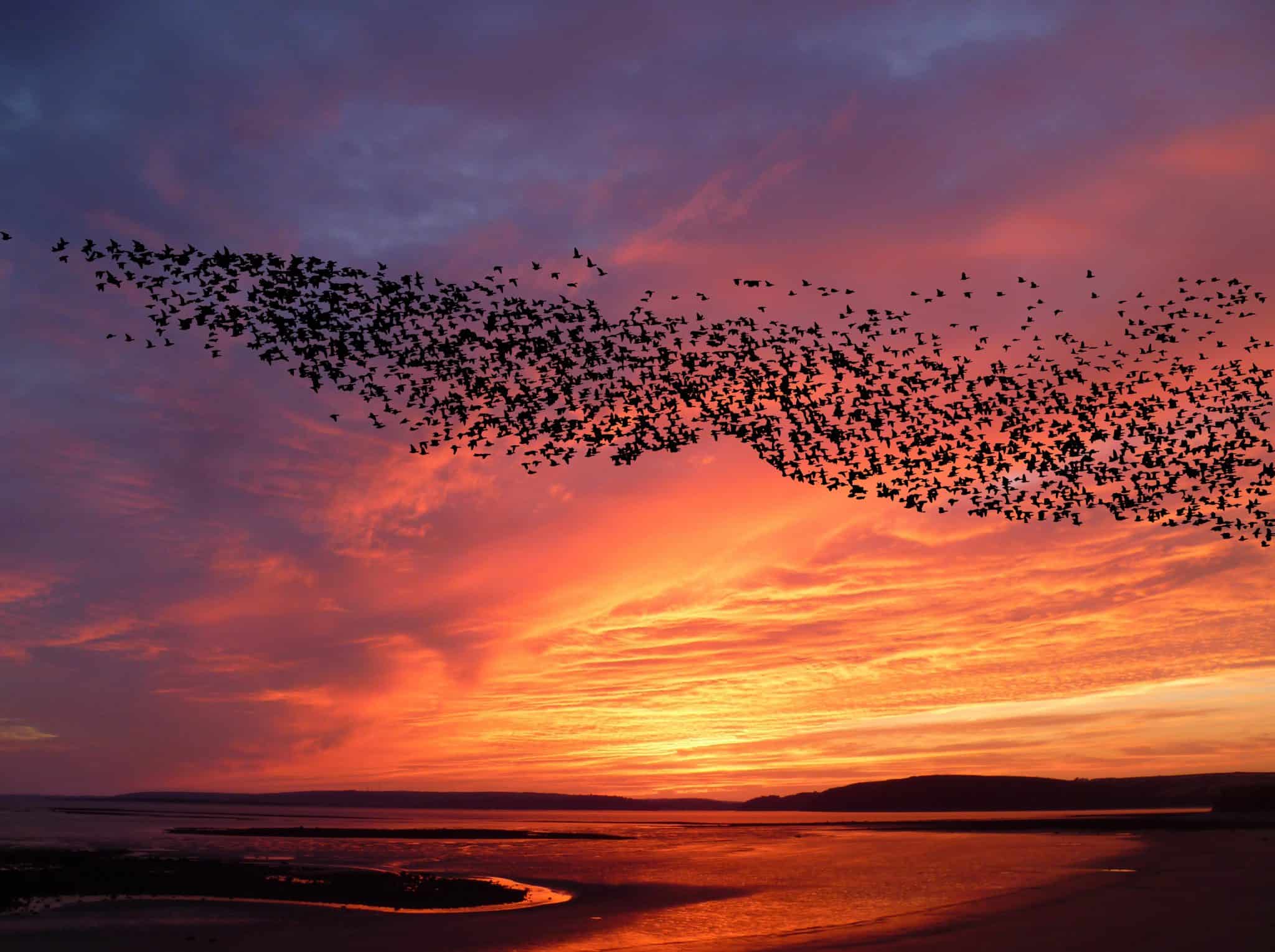 Schooling, Swarming, and Murmuration: Animal Synchronicity - Insanitek