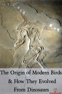 The Origin of Modern Birds and How They Evolved from Dinosaurs - Insanitek