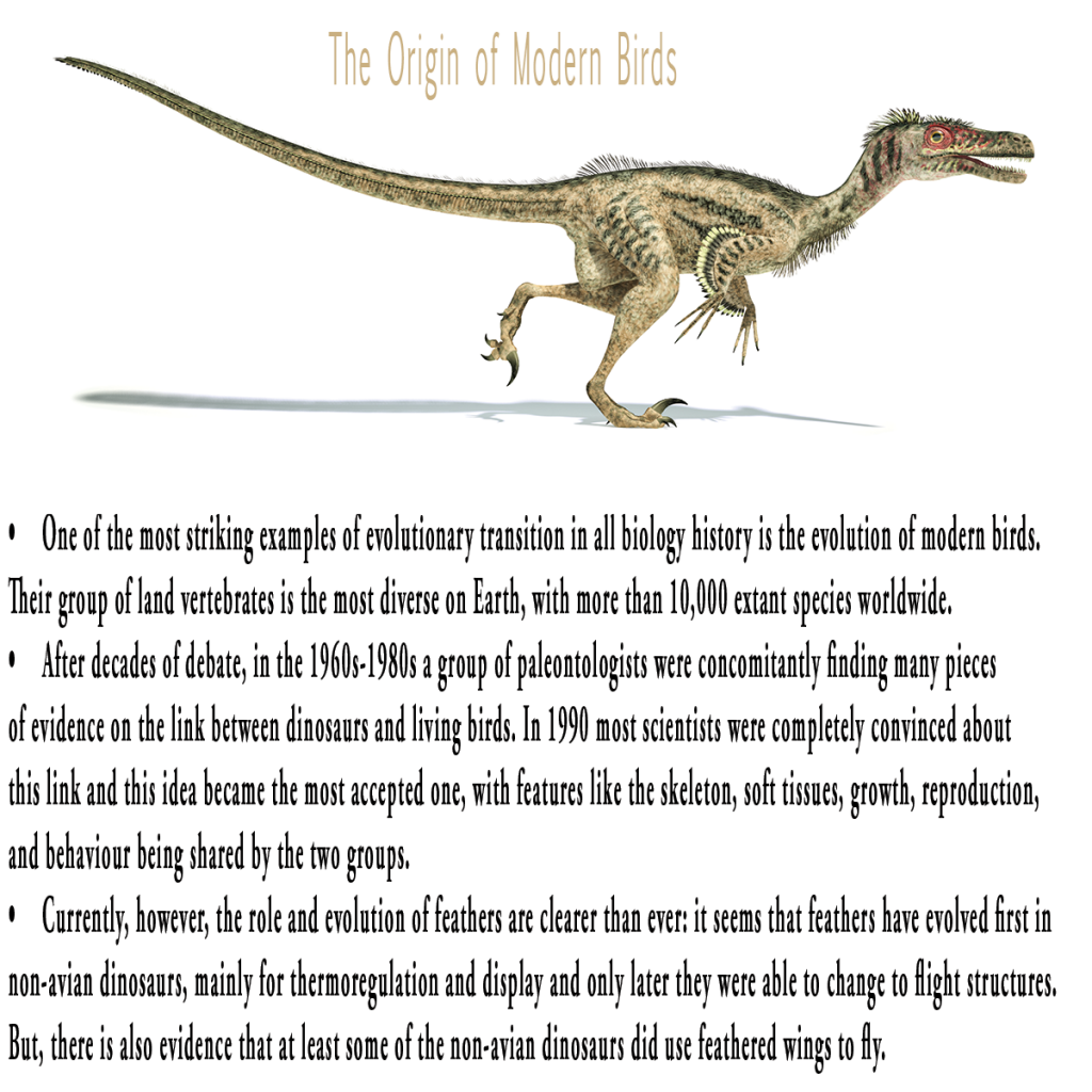 The Origin of Modern Birds and How They Evolved from Dinosaurs - Insanitek